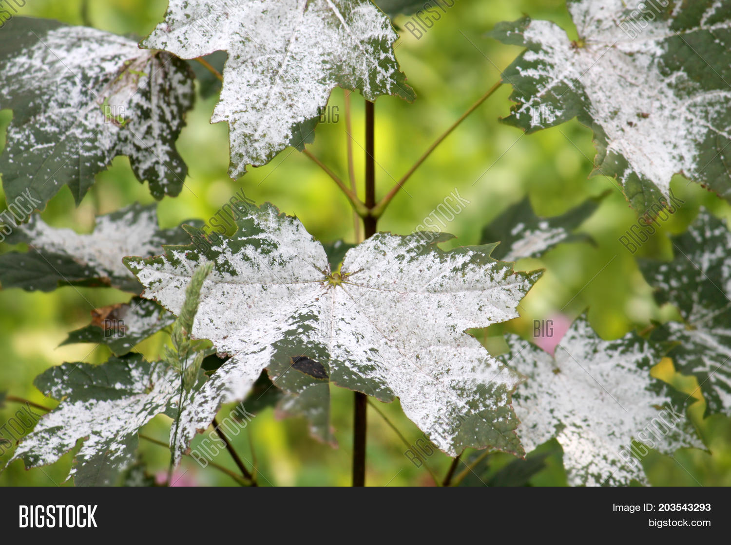 Powdery Mildew On Image & Photo (Free Trial) | Bigstock