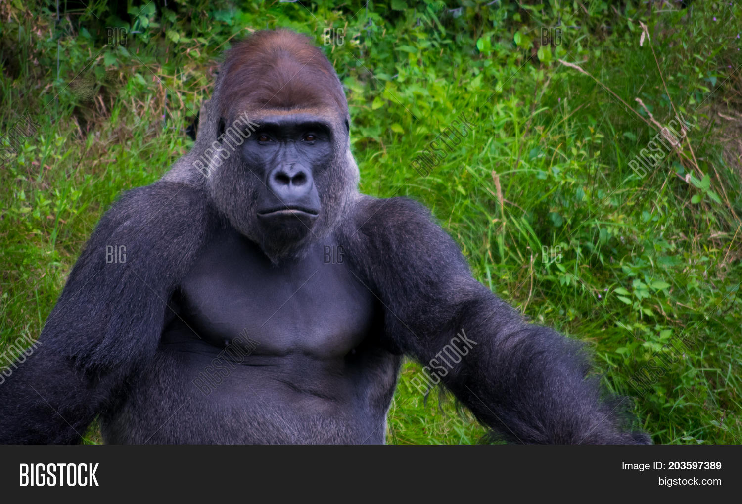 Silverback Gorilla Image & Photo (Free Trial) | Bigstock