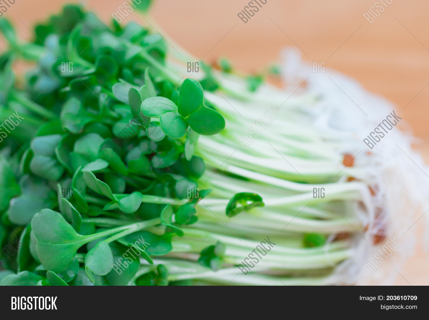 Radish Sprouts On Image & Photo (Free Trial) | Bigstock