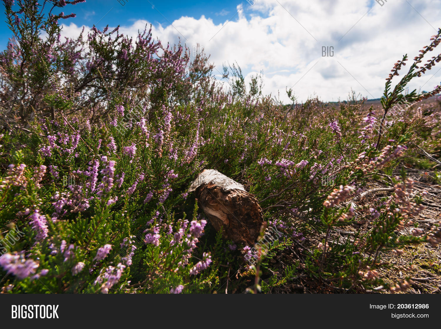 Blooming Heath Plant Image & Photo (Free Trial) | Bigstock