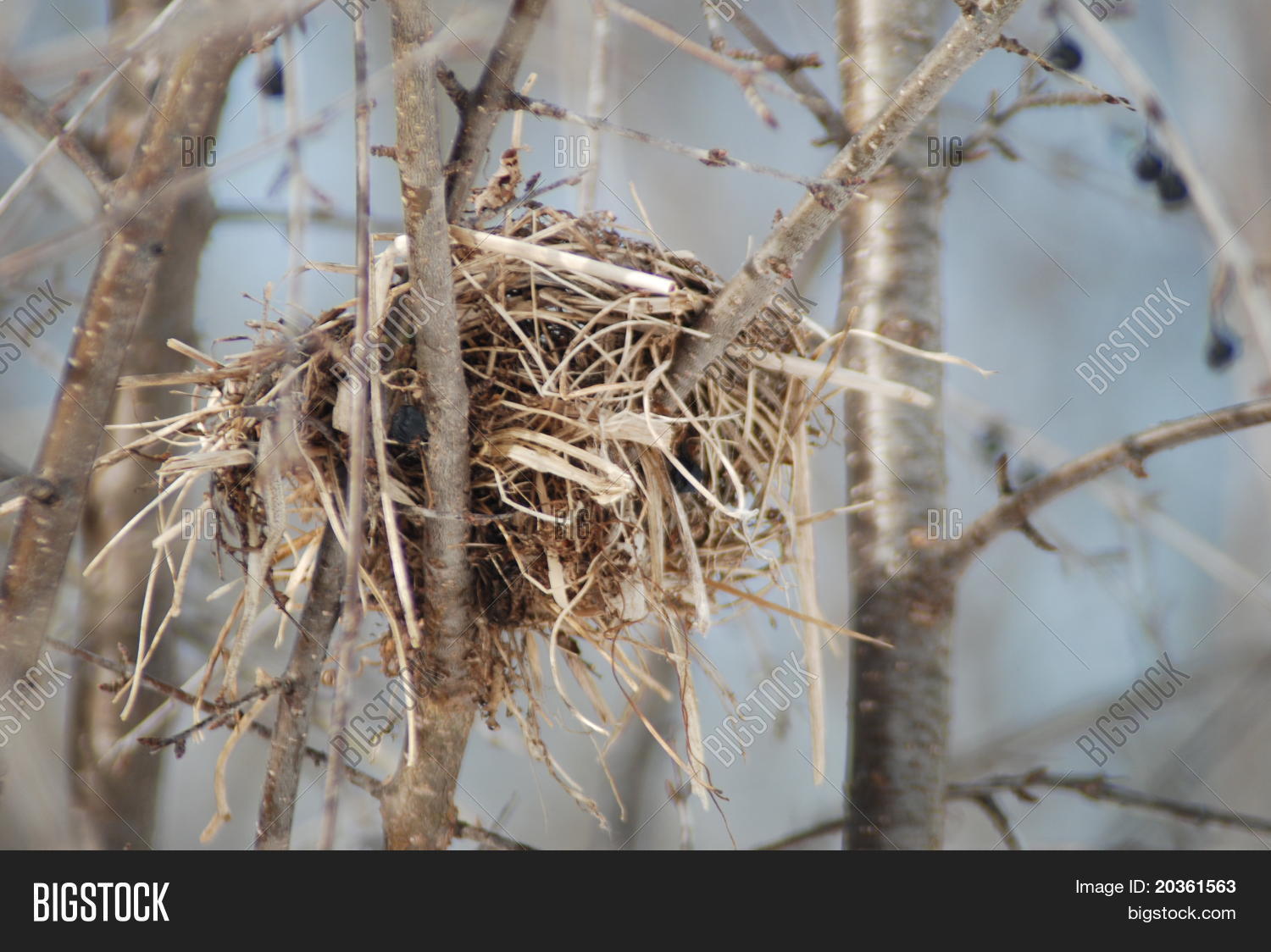 Glowing Bird Nest Tree Image & Photo (Free Trial) | Bigstock