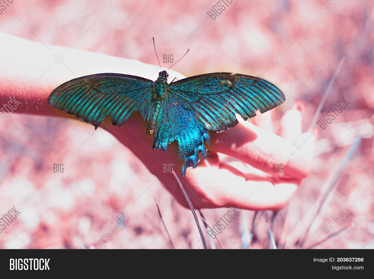Big Butterfly Sitting Image & Photo (Free Trial) | Bigstock