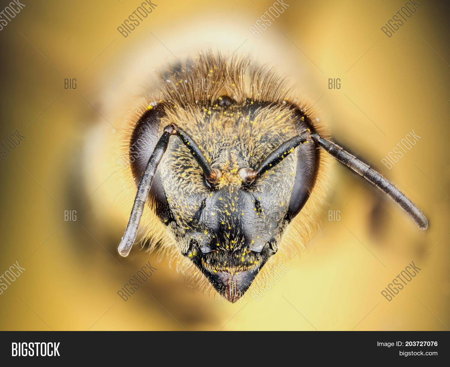 Head Honey Bee Extreme Image & Photo (Free Trial) | Bigstock