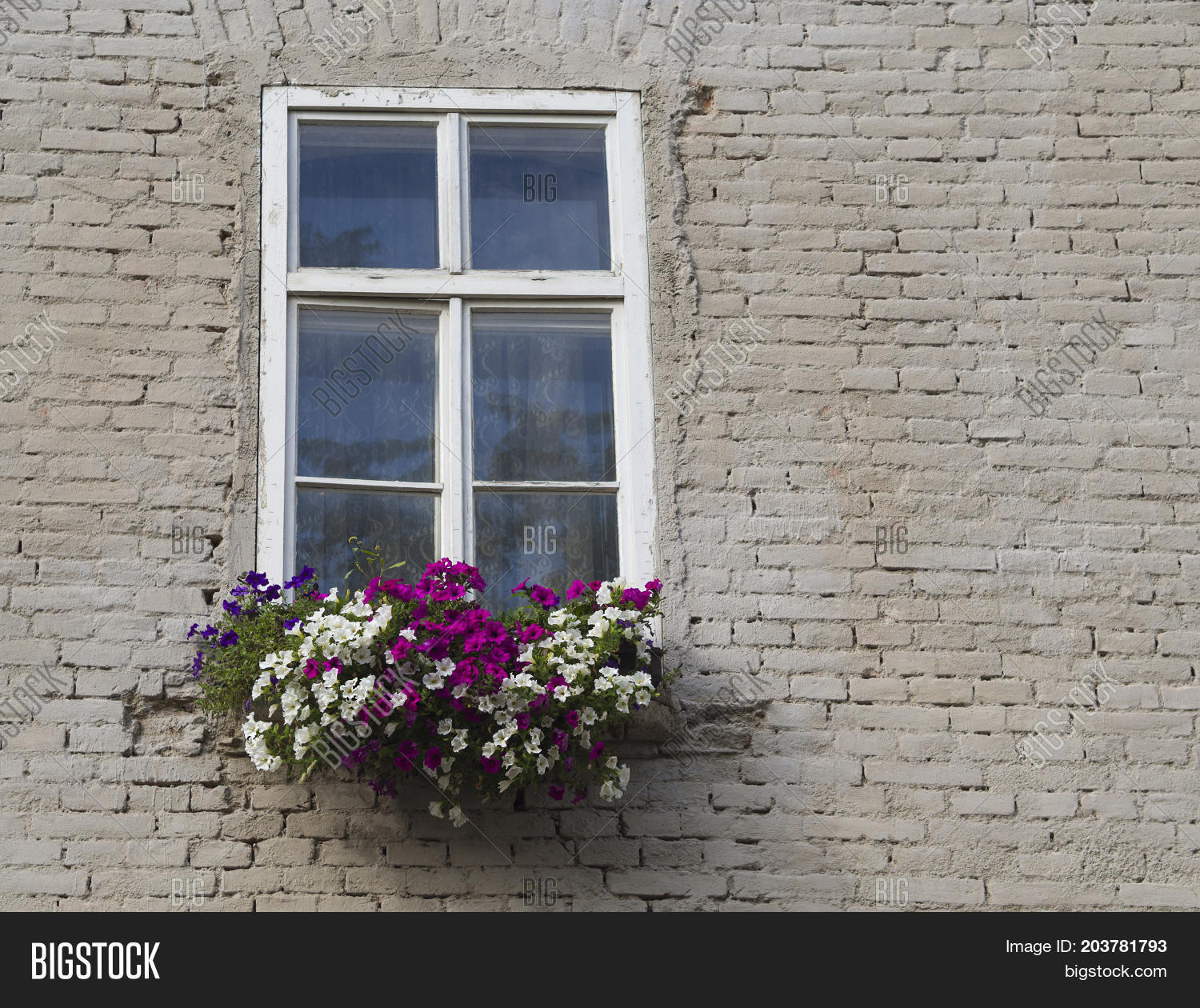 White Window Flower Image & Photo (Free Trial) | Bigstock