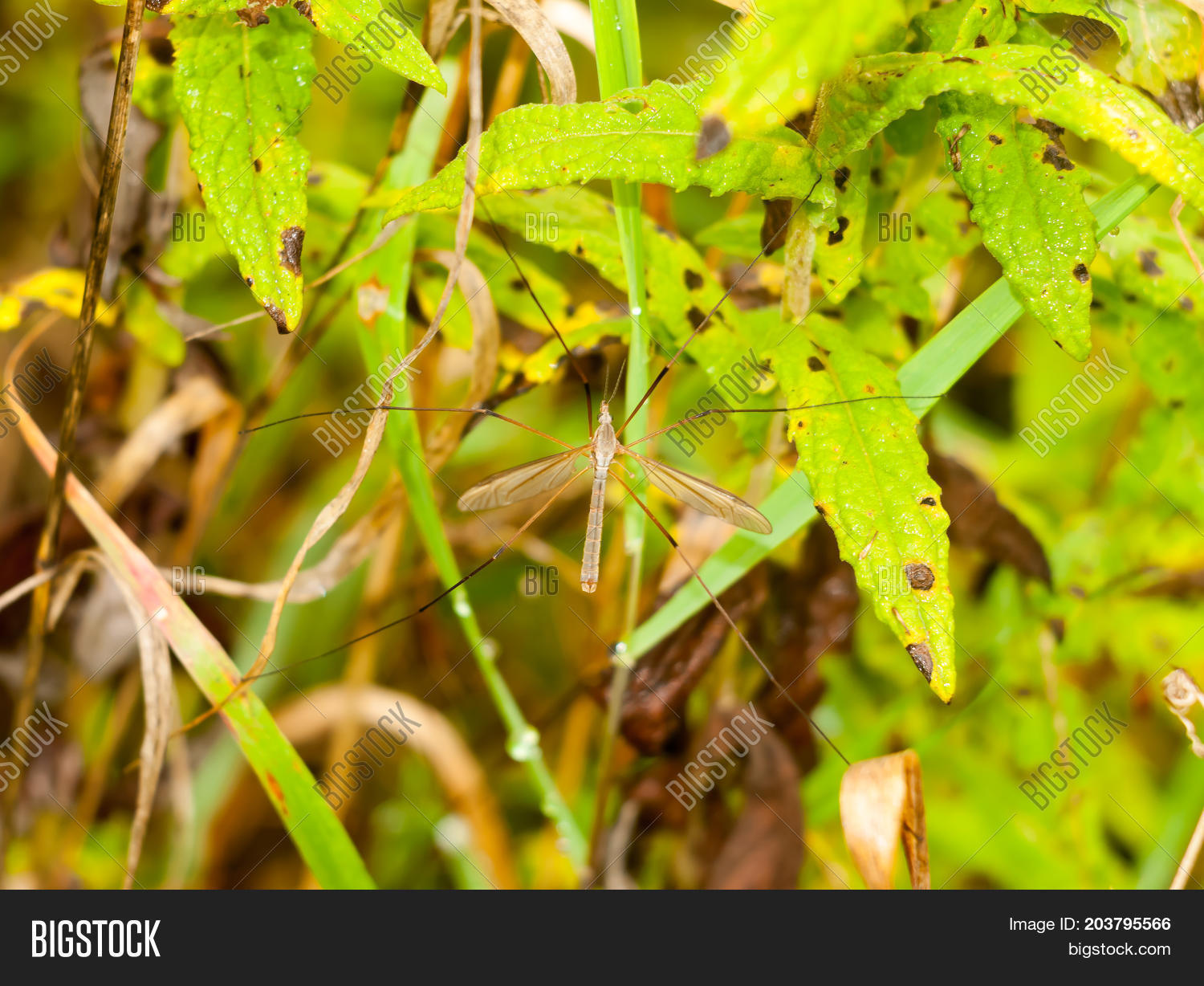 Flying Daddy Long Legs Image & Photo (Free Trial) | Bigstock