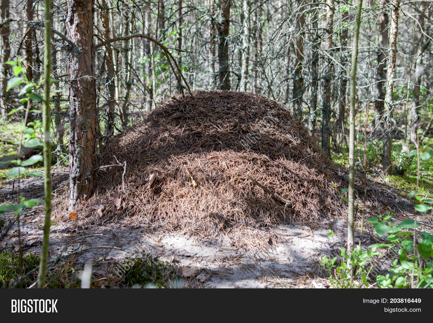 Large Anthill Forest. Image & Photo (Free Trial) | Bigstock