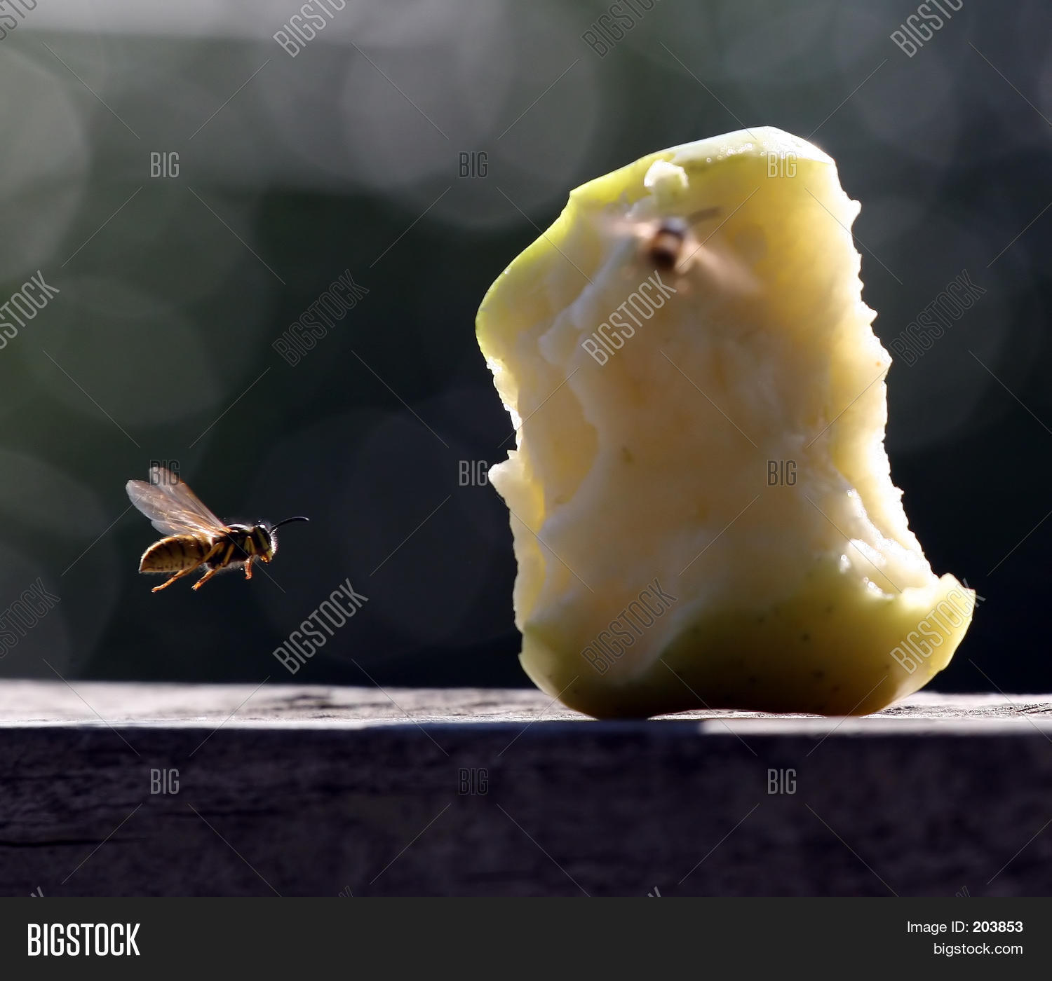 Apple Bee Image & Photo (Free Trial) | Bigstock