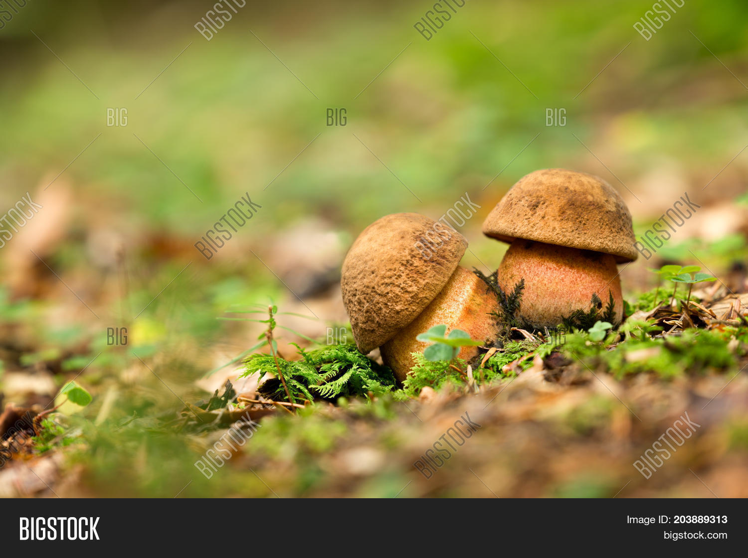 Neoboletus Image & Photo (Free Trial) | Bigstock