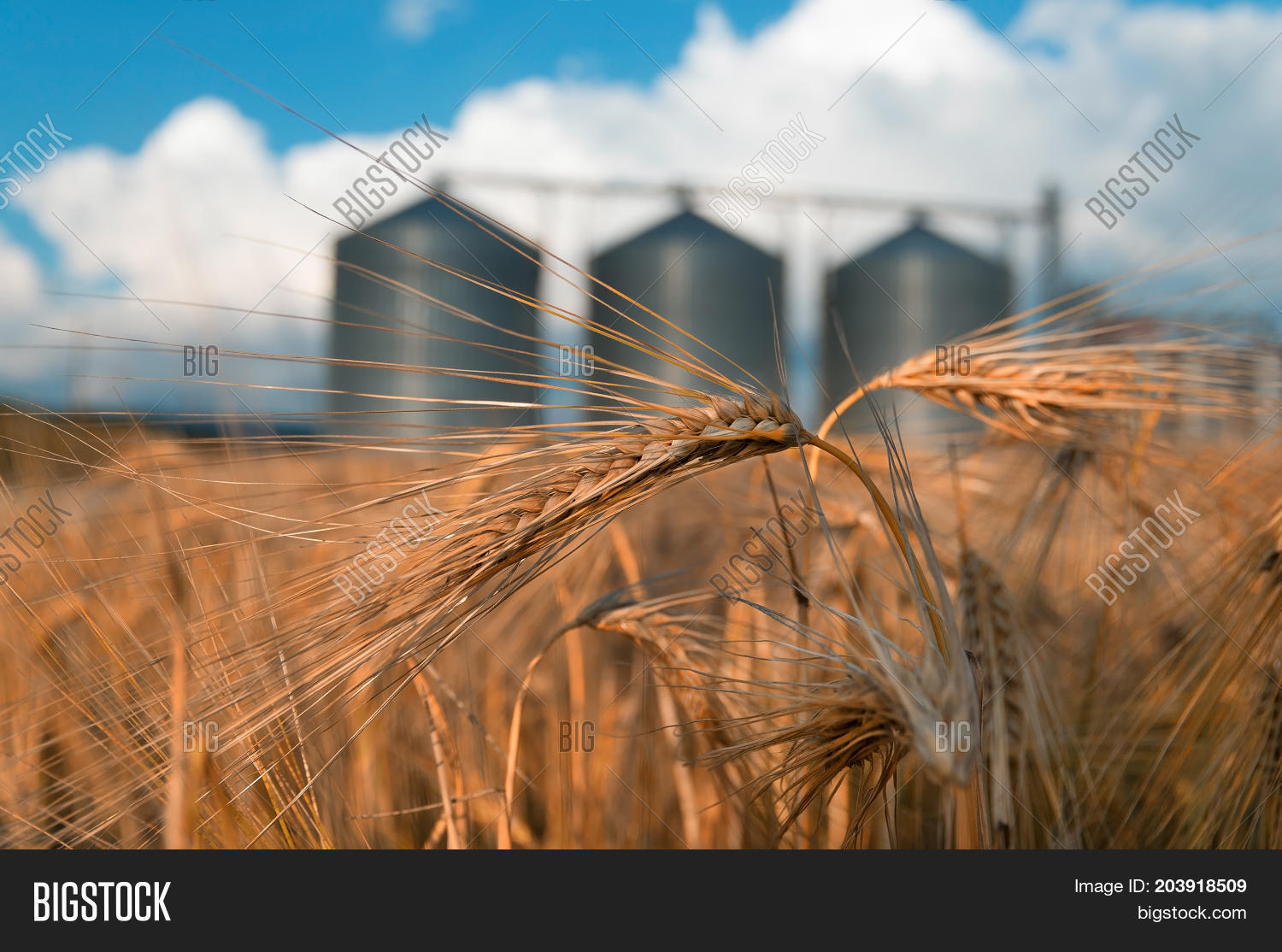 Farm, Wheat Field Image & Photo (Free Trial) | Bigstock