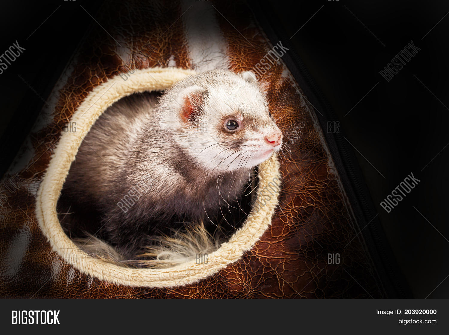 Young Sable Ferret Image & Photo (Free Trial) | Bigstock