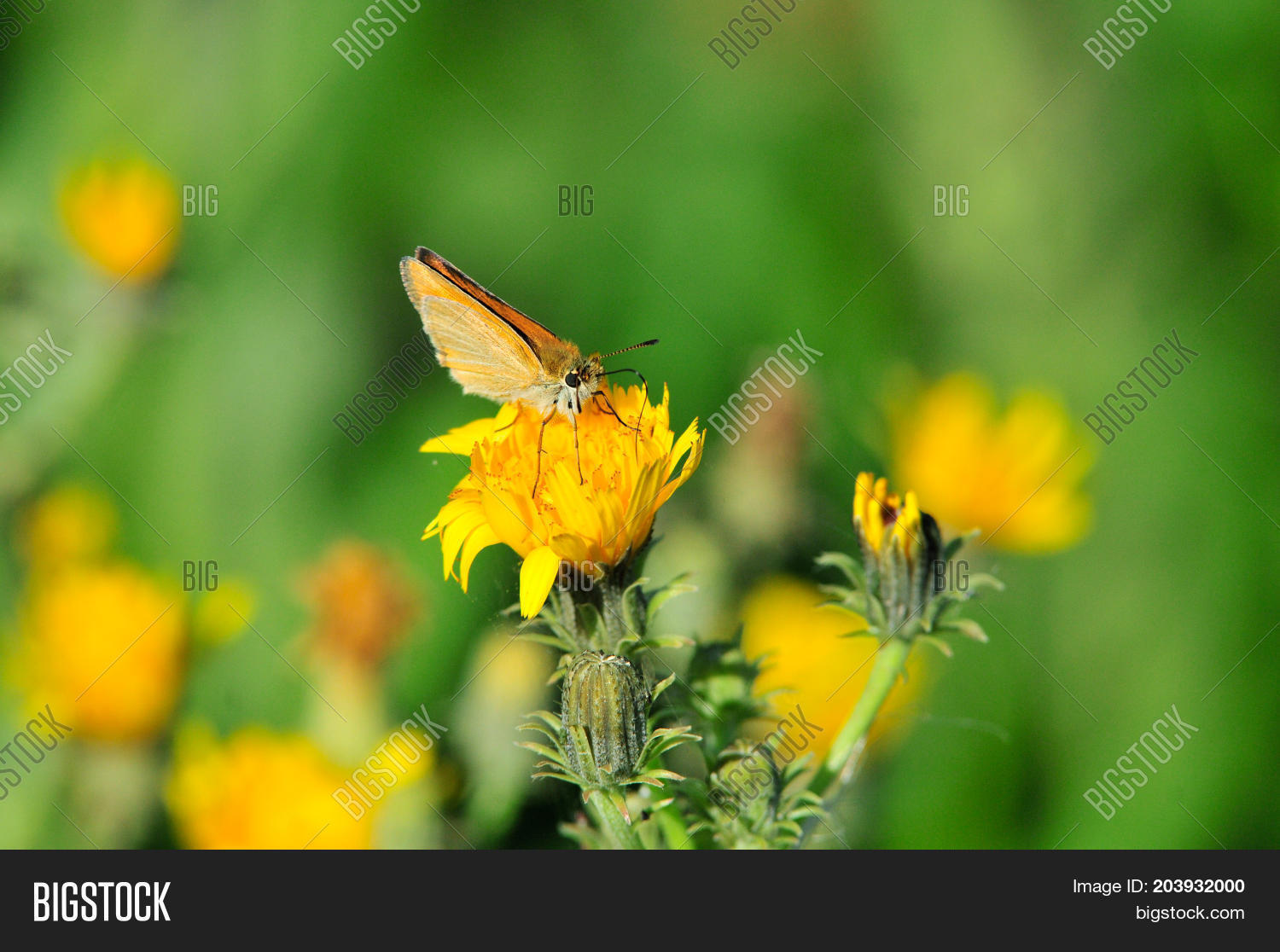Small Orange Butterfly Image & Photo (Free Trial) | Bigstock