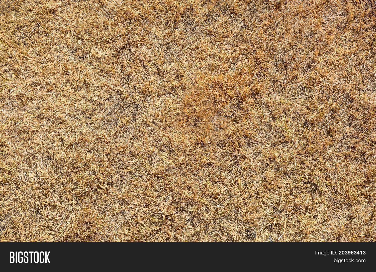 Texture Brown Grass Image And Photo Free Trial Bigstock