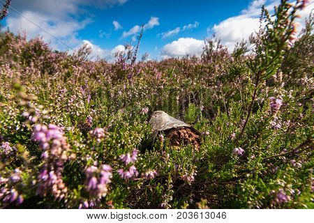 Blooming Heath Plant Image & Photo (Free Trial) | Bigstock