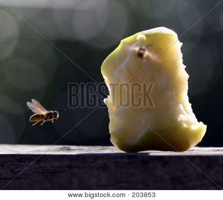 Apple Bee Image & Photo (Free Trial) | Bigstock