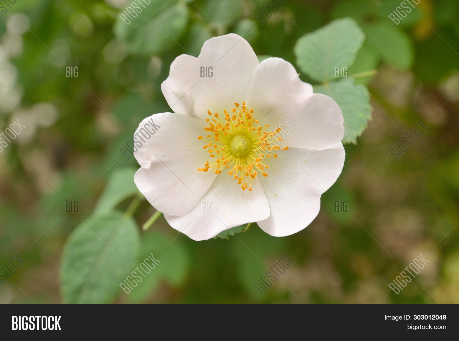 Roses Kind Wild Rose Image & Photo (Free Trial) | Bigstock
