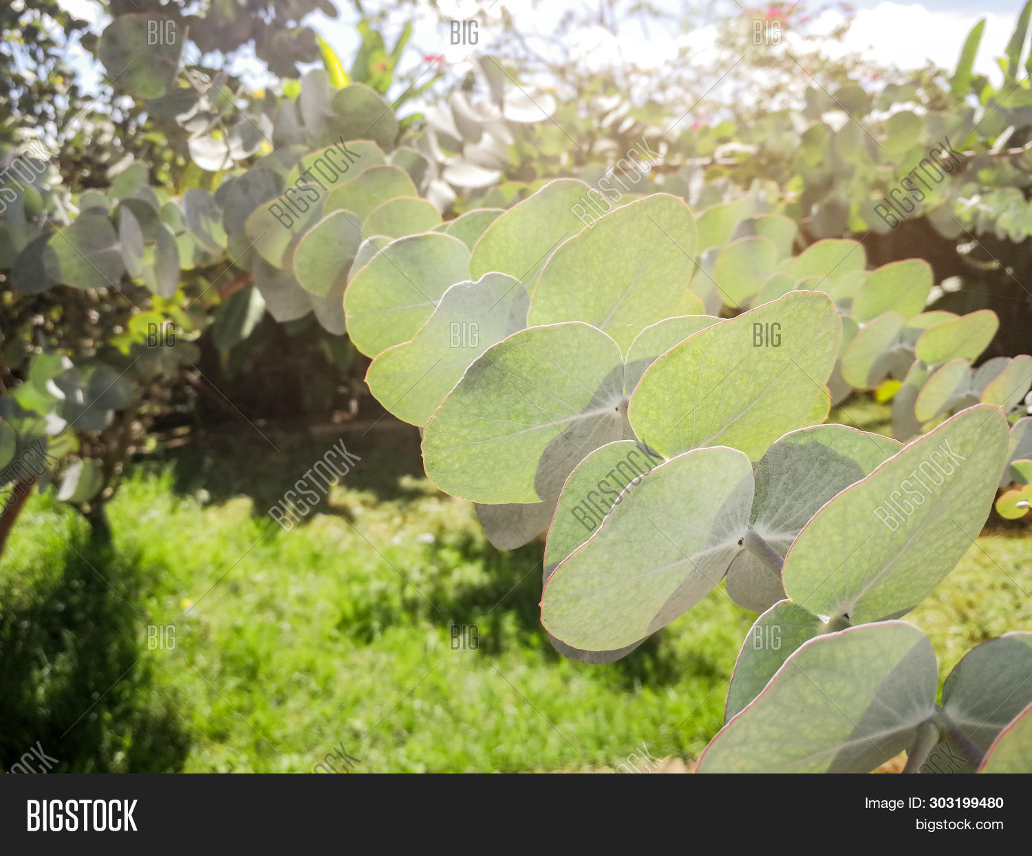 Closeup Cider Gum Image & Photo (Free Trial) | Bigstock