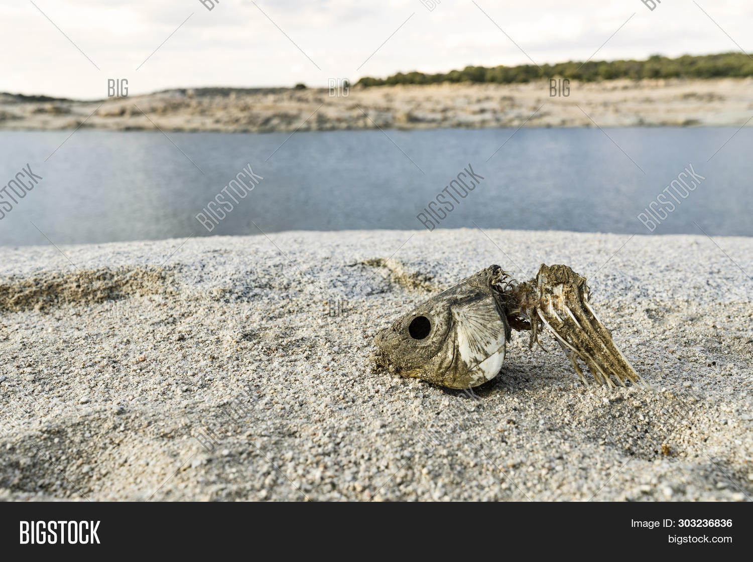 Dead Fish On Sand Image & Photo (Free Trial) | Bigstock
