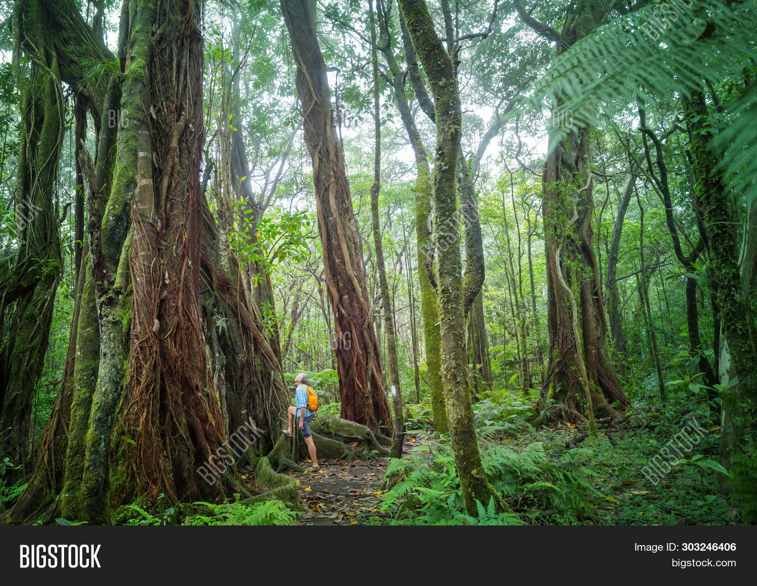 Hiker On Trail Green Image & Photo (Free Trial) | Bigstock