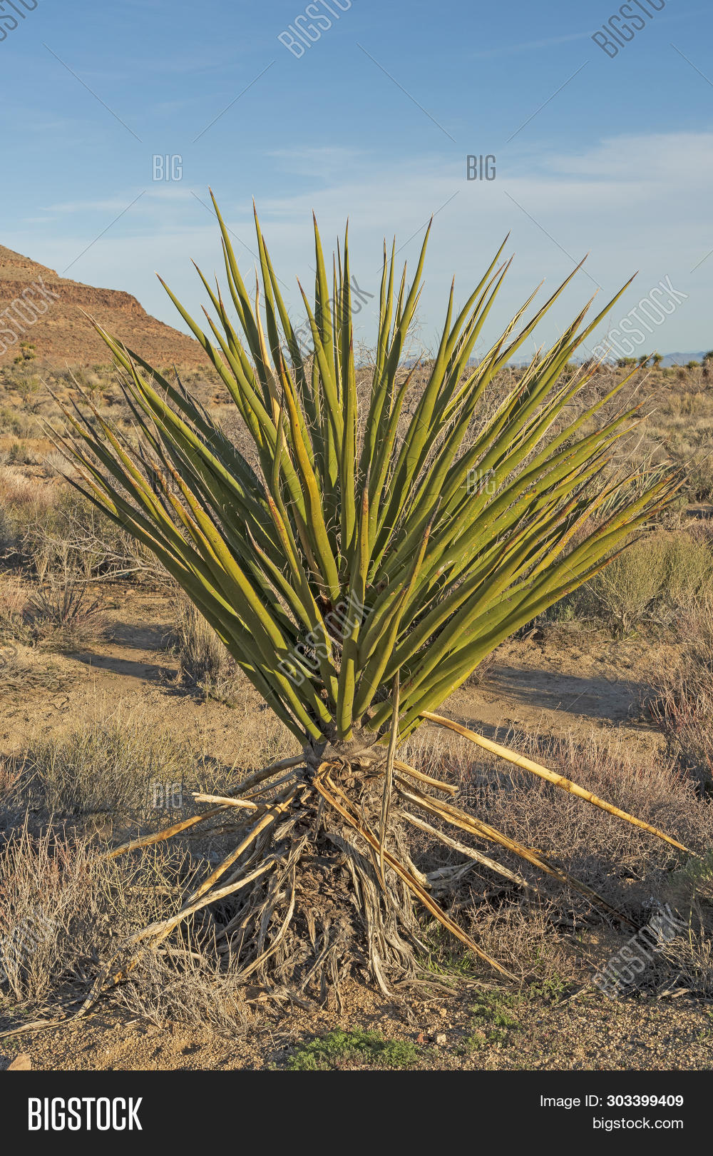 Mojave Yucca Desert Image & Photo (Free Trial) | Bigstock