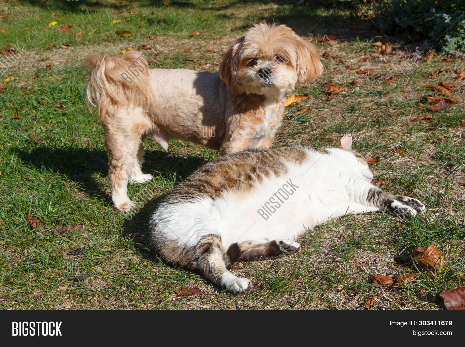 Red Lhasa Apso Dog Image & Photo (Free Trial) | Bigstock