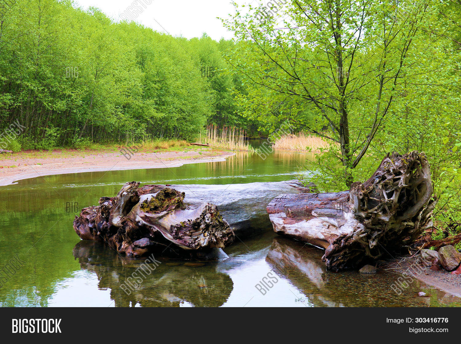 Fallen Logs Driftwood Image & Photo (Free Trial) | Bigstock