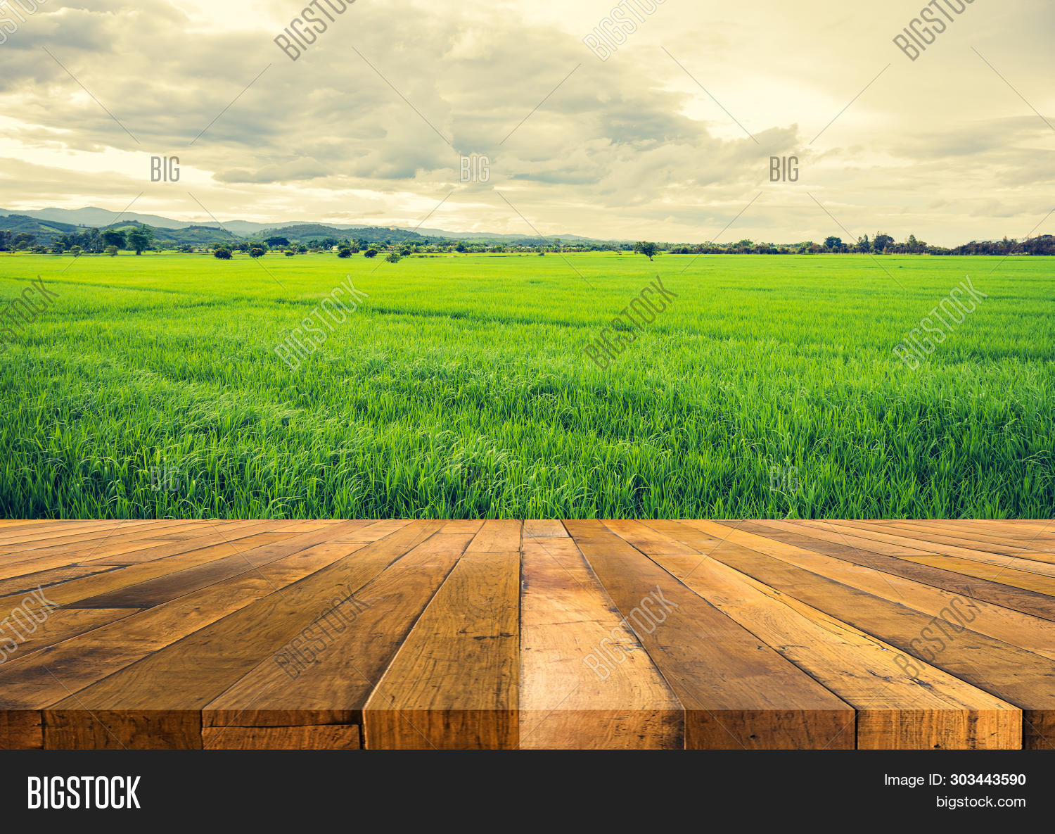 Wood Table Rice Field Image & Photo (Free Trial) | Bigstock