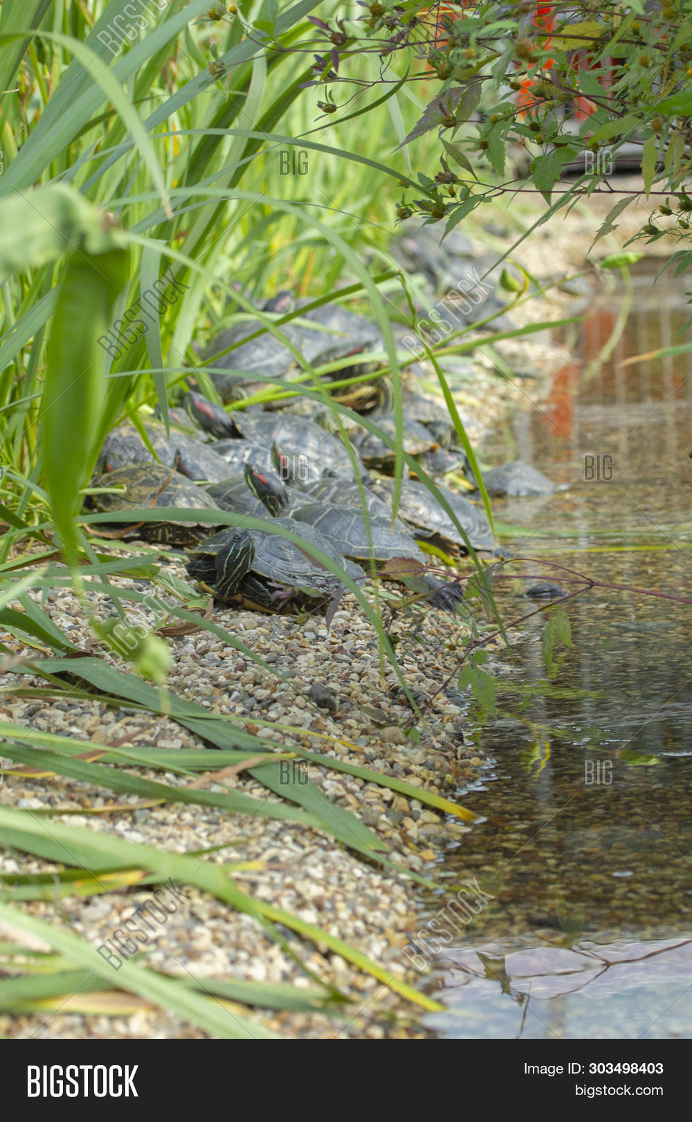 Red-eared Turtles Image & Photo (Free Trial) | Bigstock