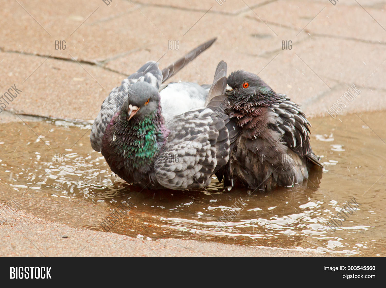 Pair Gray Doves Image & Photo (Free Trial) | Bigstock