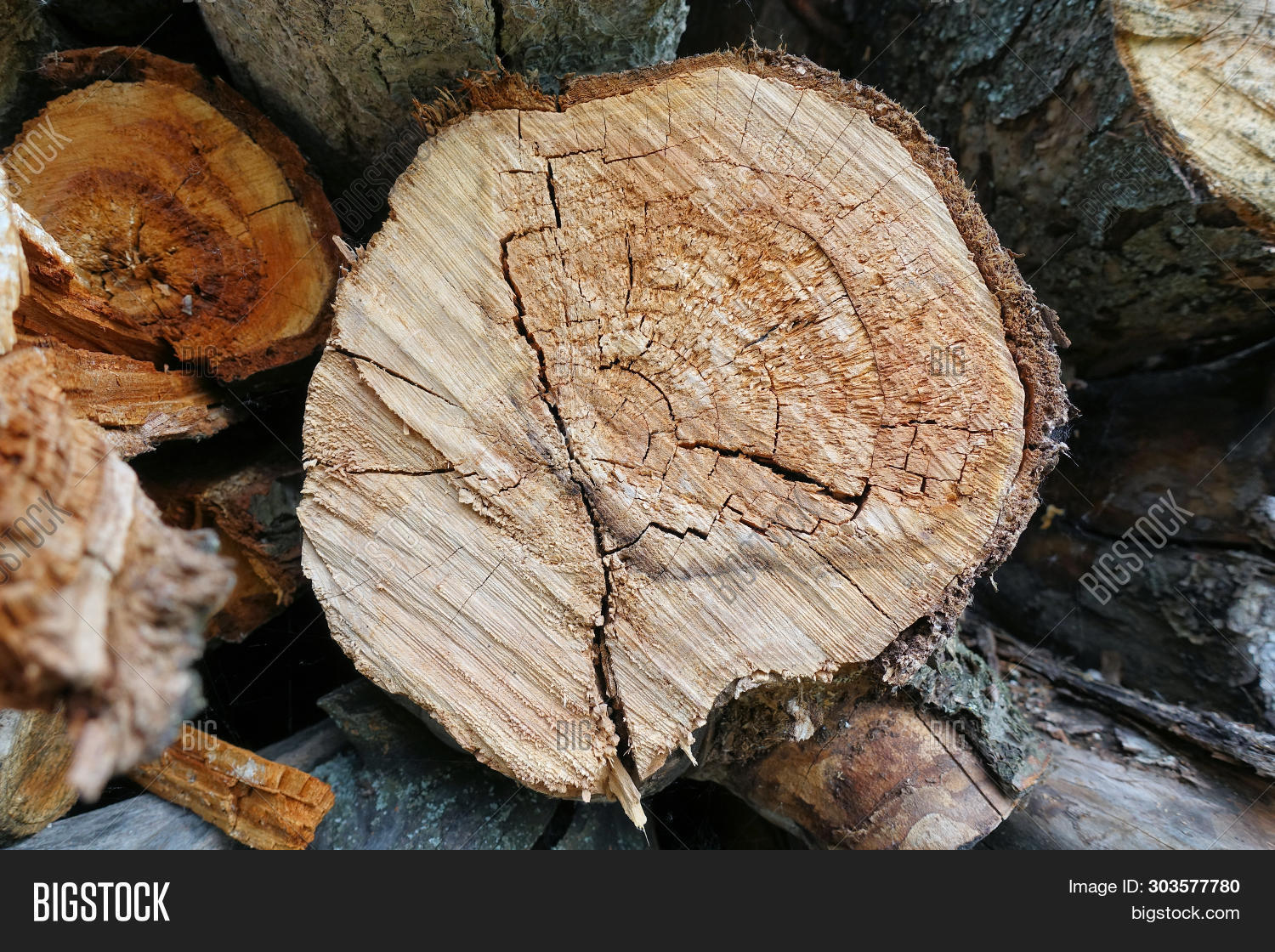 Logs. Log Cuts. Stack Image & Photo (Free Trial) | Bigstock