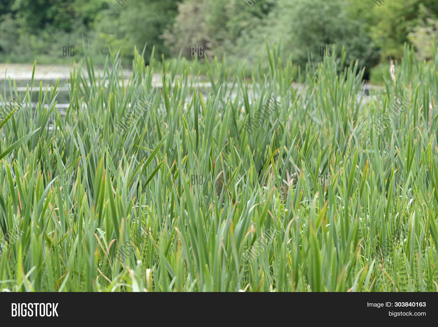 Green Sedge On Image & Photo (Free Trial) | Bigstock