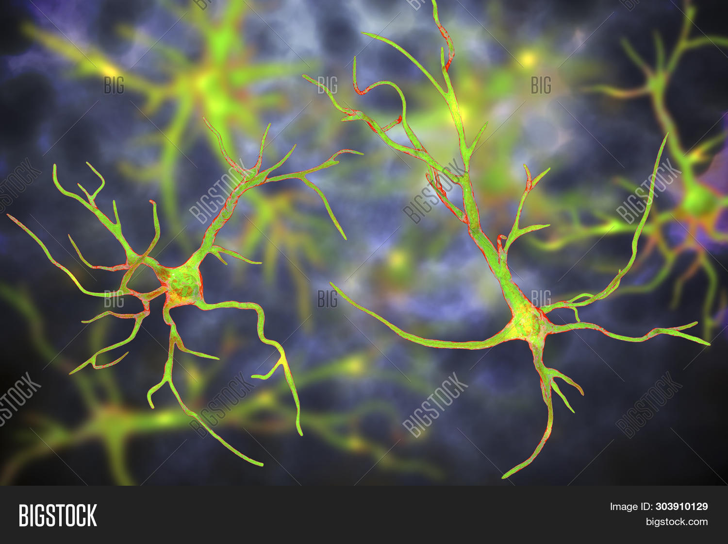 Astrocytes Brain Image And Photo Free Trial Bigstock