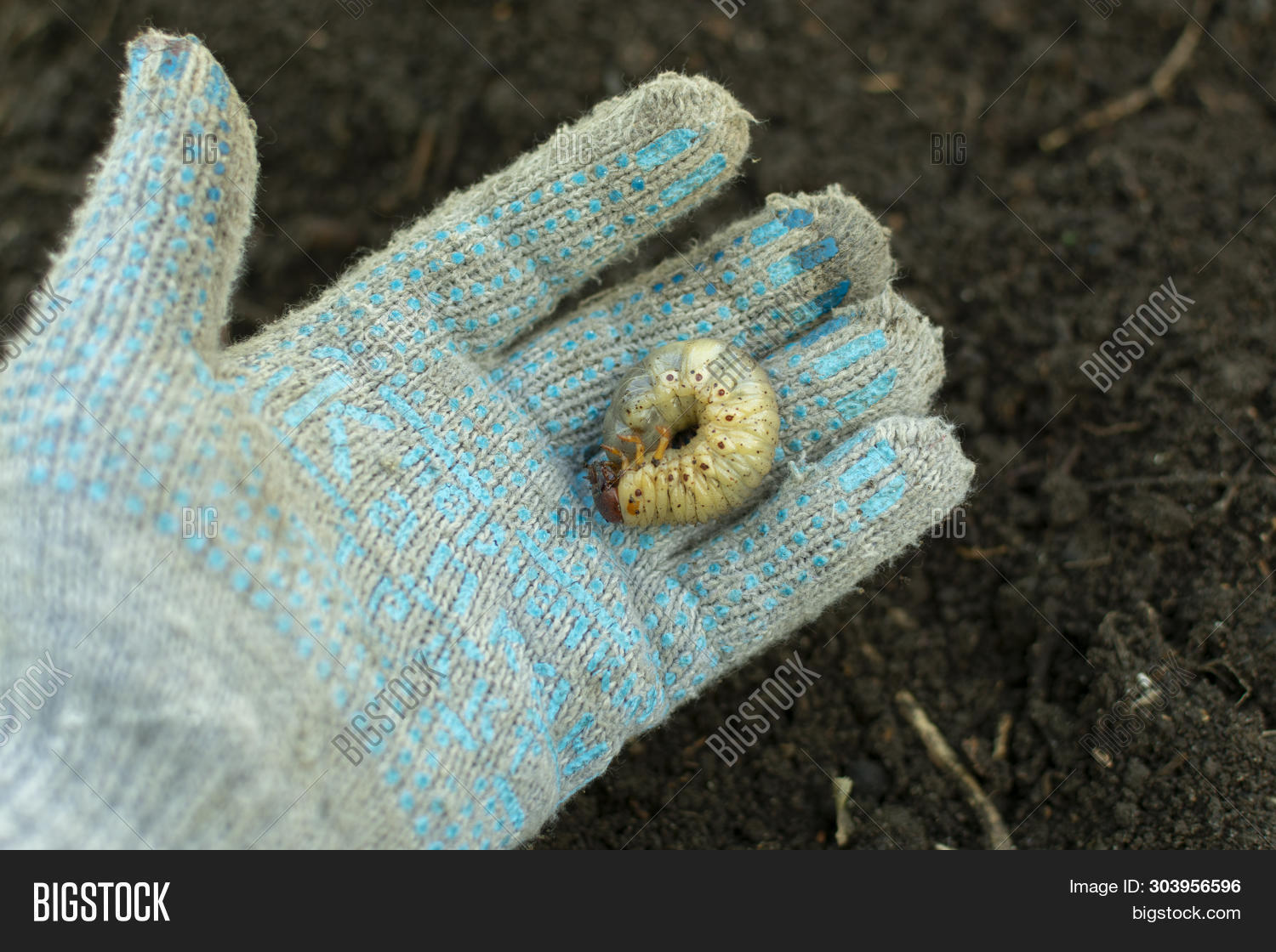 Larva. Larva Thick. Image & Photo (Free Trial) | Bigstock