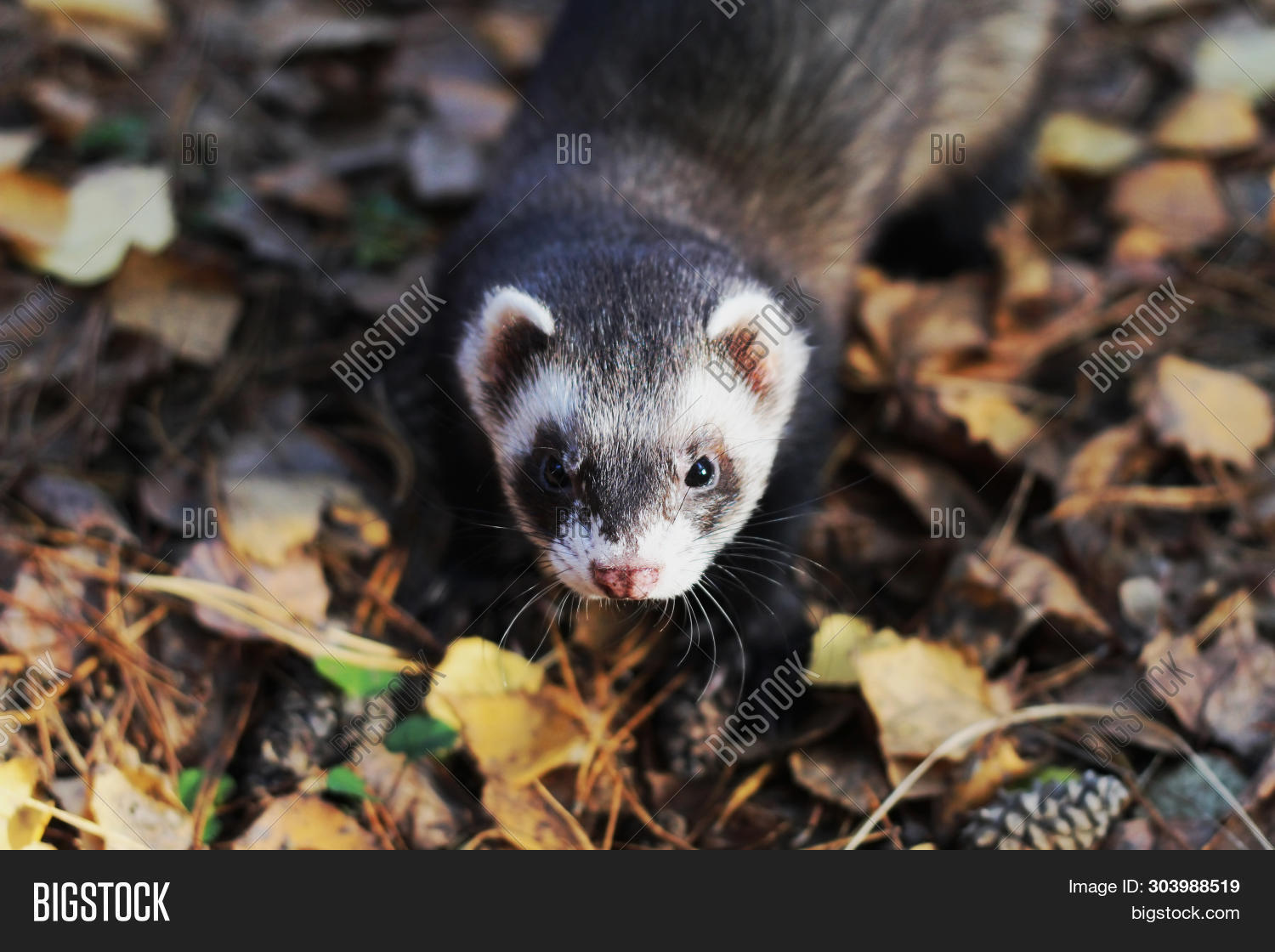 Sable Ferret Posing On Image & Photo (Free Trial) | Bigstock