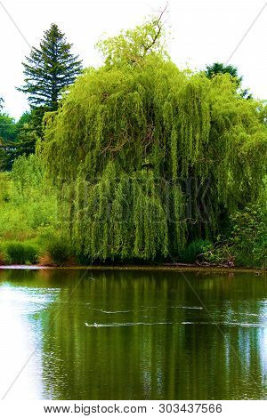 Willow Tree Image & Photo (Free Trial) | Bigstock