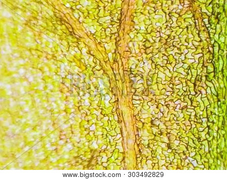 Blur Plant Cells Under Image & Photo (Free Trial) | Bigstock