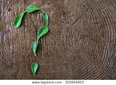 Succulent Plant Image & Photo (Free Trial) | Bigstock