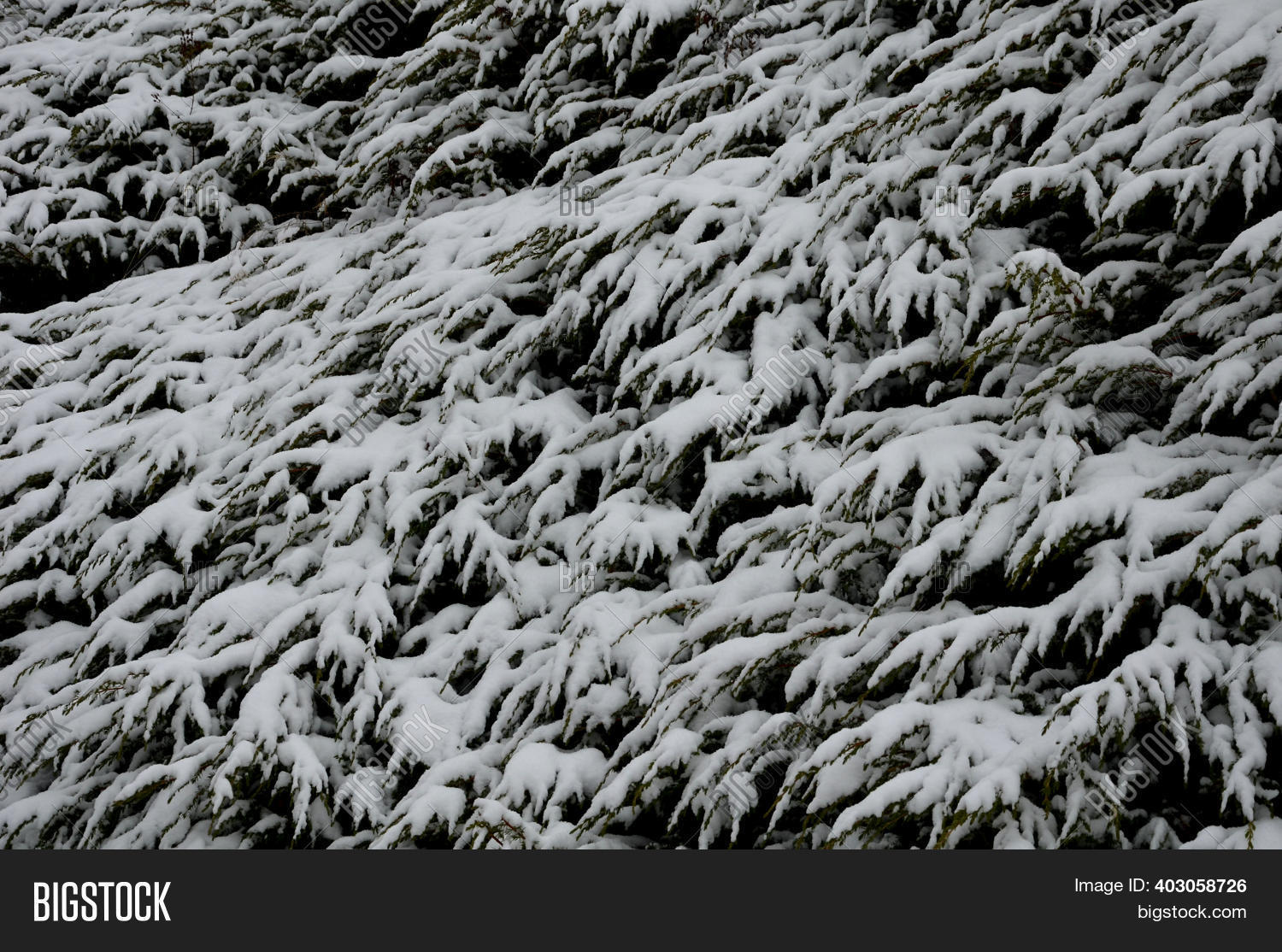 Snow-covered Bushes Image & Photo (Free Trial) | Bigstock