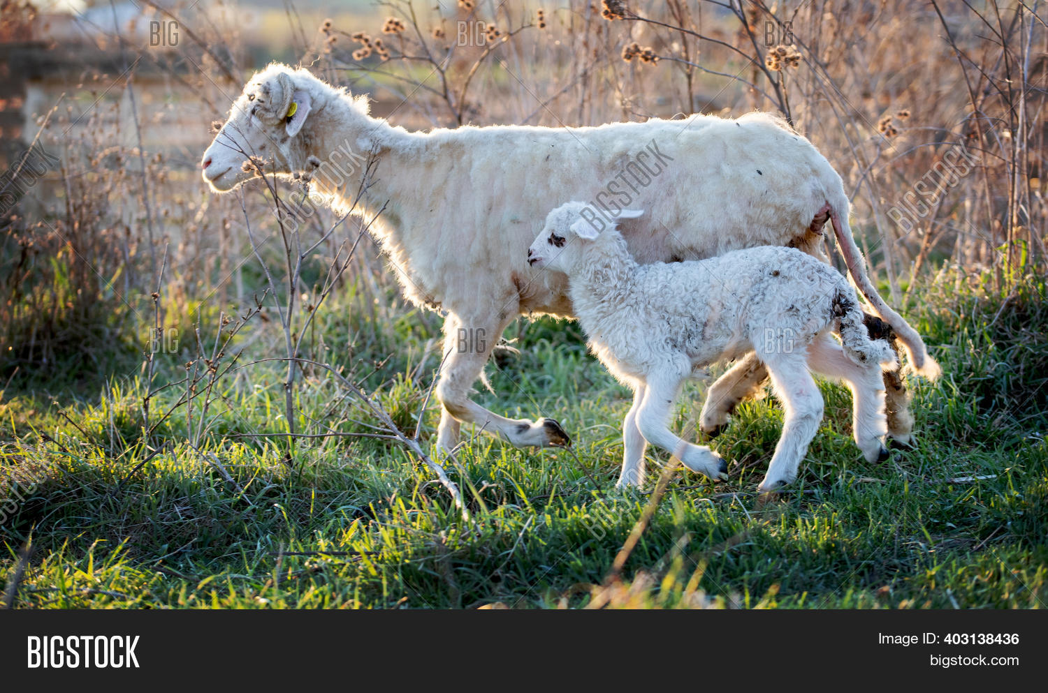 Sheep Cute Little Lamb Image & Photo (Free Trial) | Bigstock