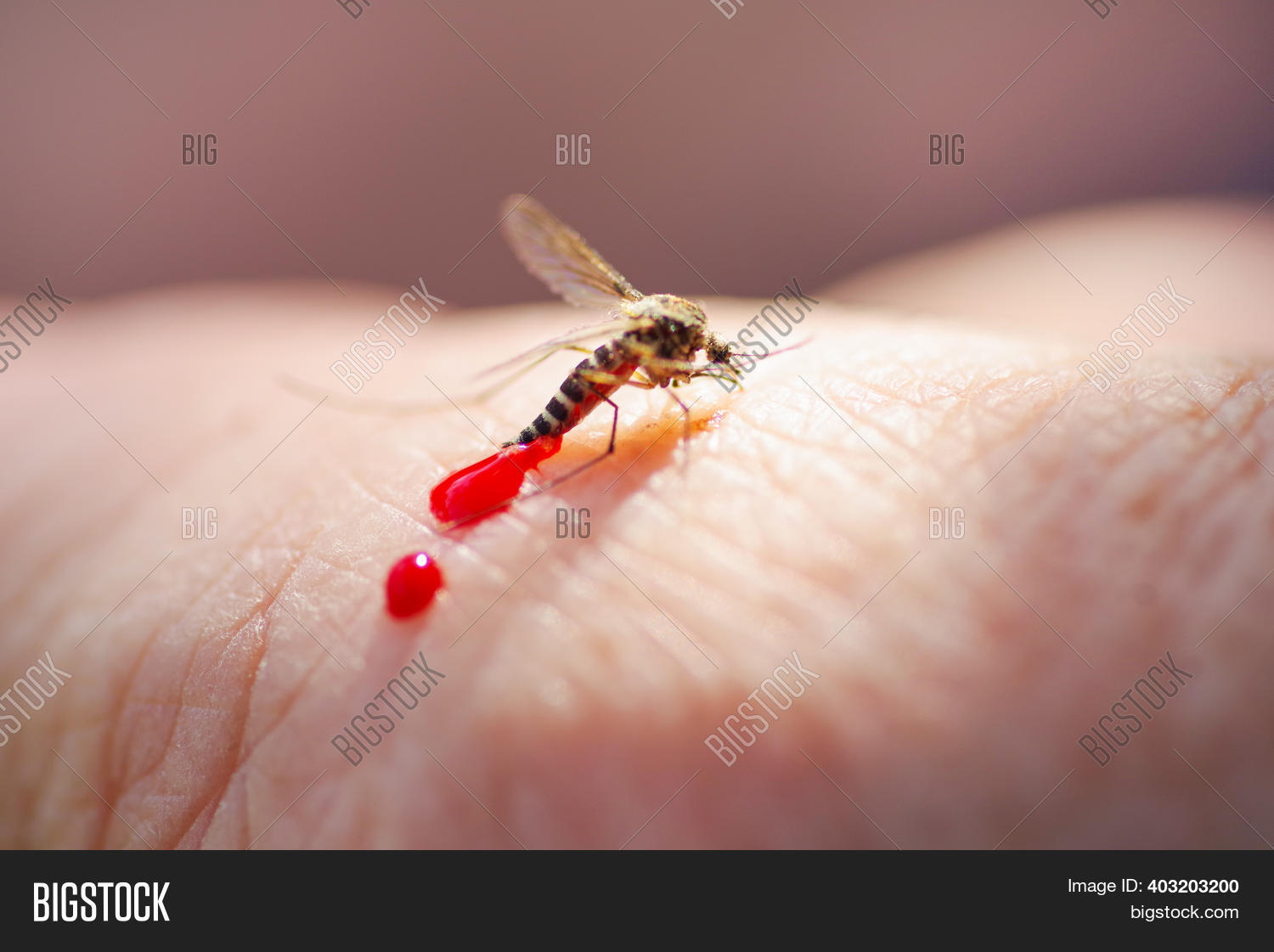 Mosquito Drops Blood Image & Photo (Free Trial) | Bigstock