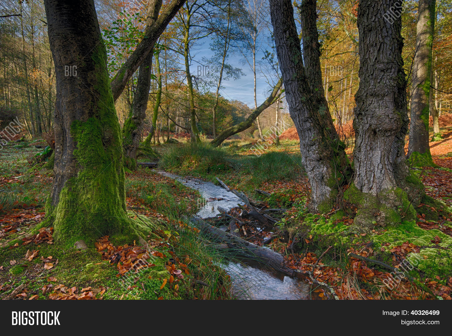 New Forest Stream Image & Photo (Free Trial) | Bigstock