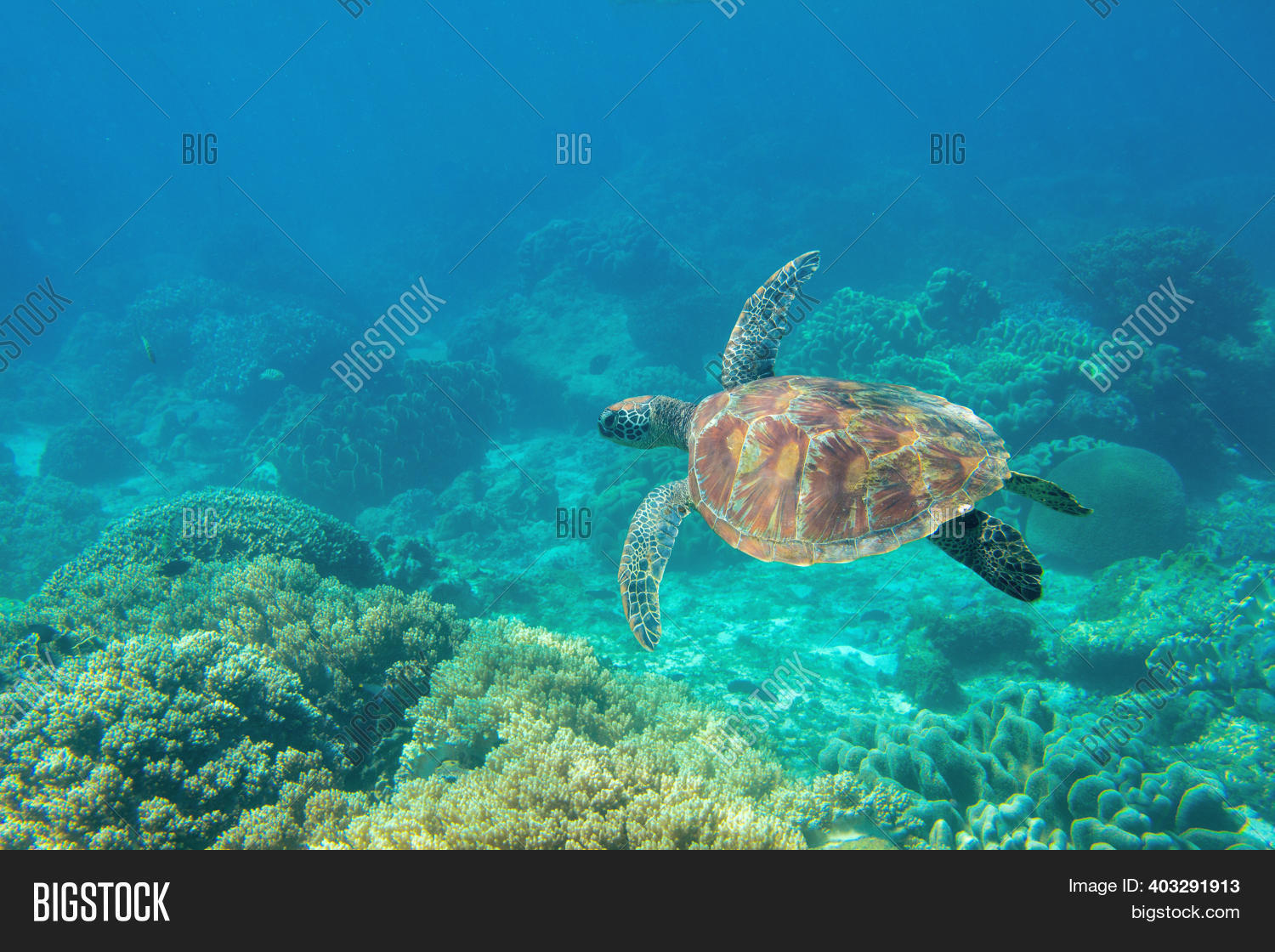 Sea Turtle Blue Water Image & Photo (Free Trial) | Bigstock