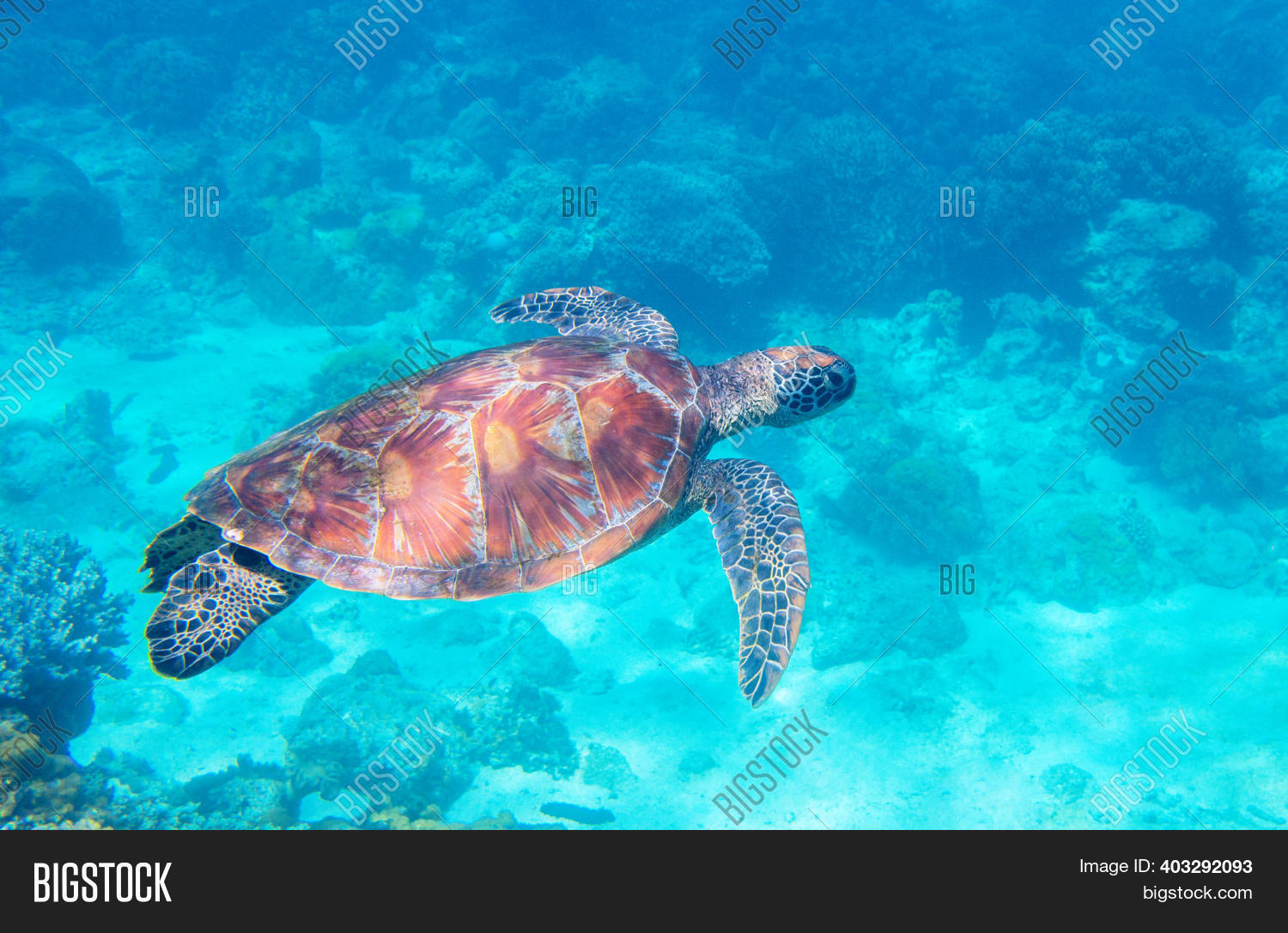 Sea Turtle Blue Water Image & Photo (Free Trial) | Bigstock