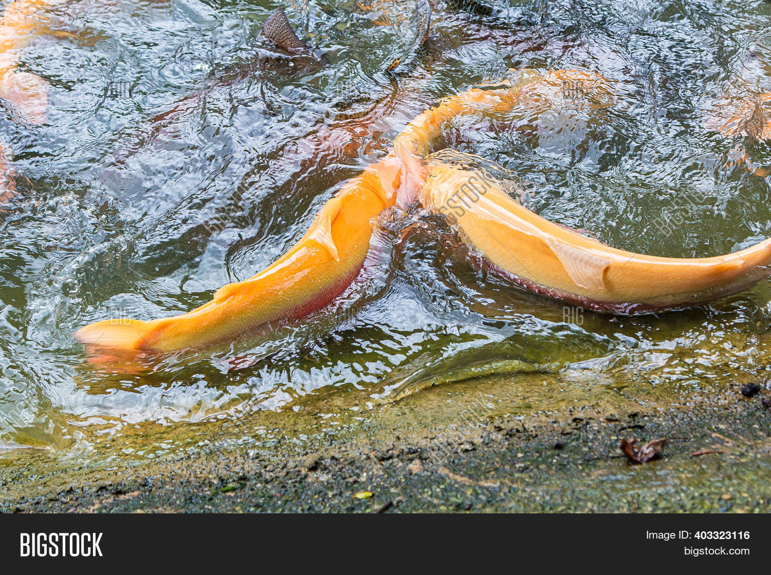Golden, Rainbow Trout Image & Photo (Free Trial) | Bigstock