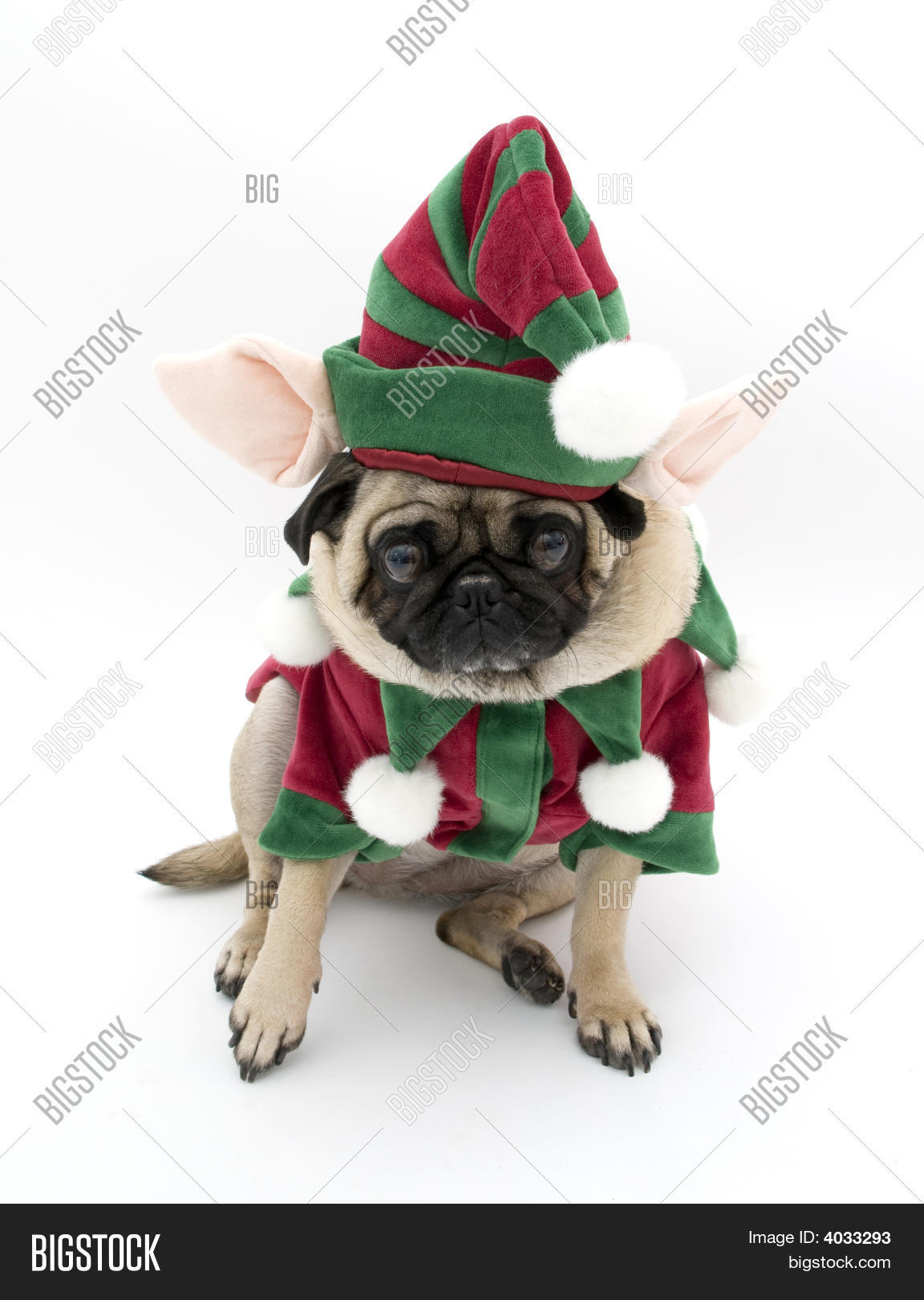 Embarrassed Elf Pug Image & Photo (Free Trial) | Bigstock