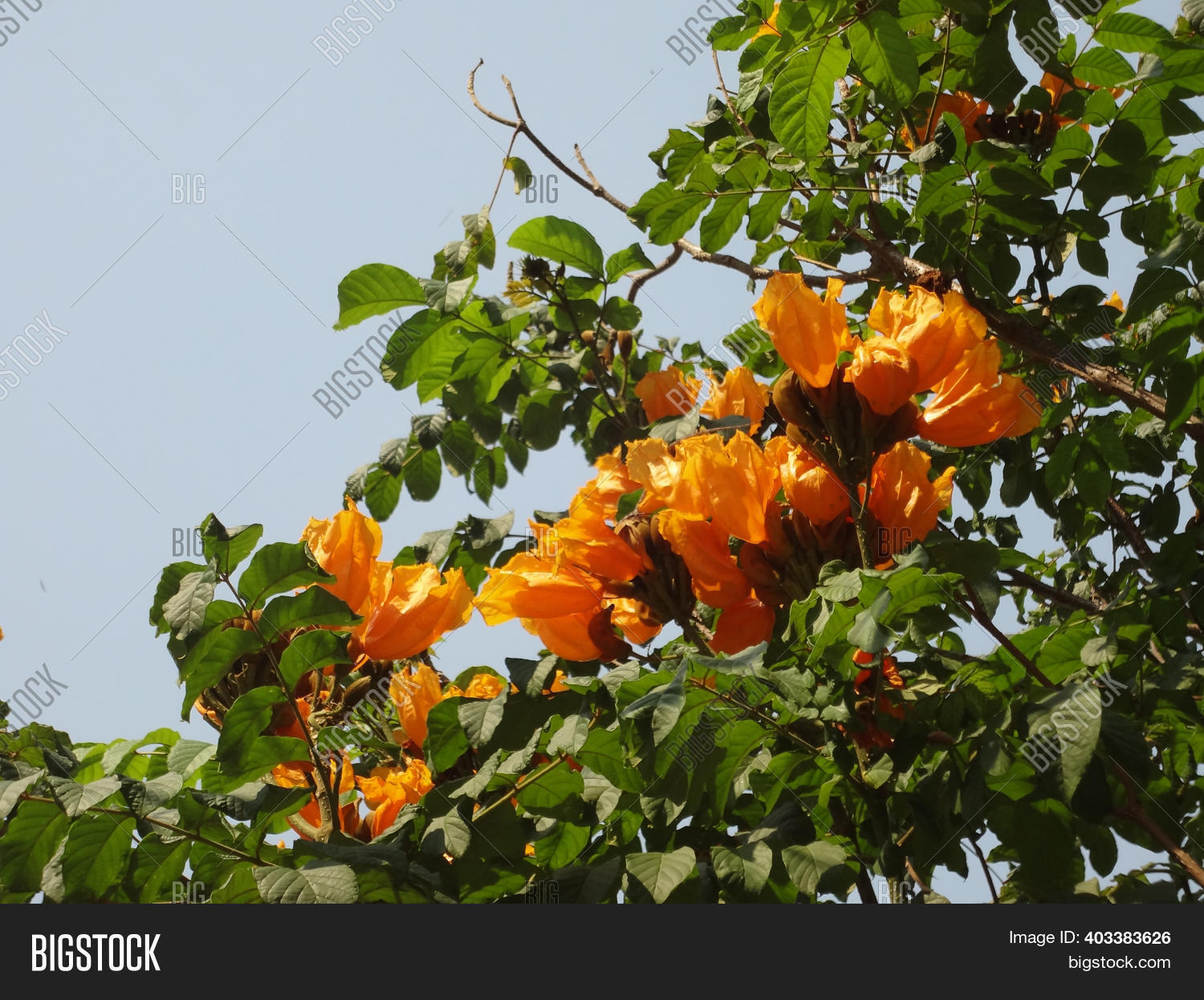 African Tulip Tree, Image & Photo (Free Trial) | Bigstock