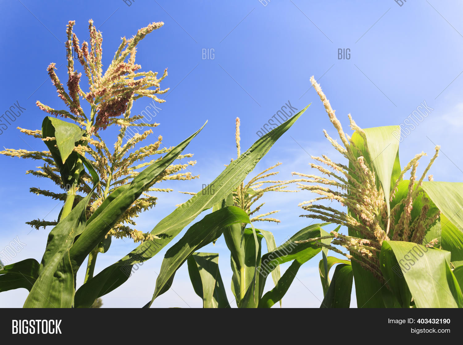 Maize Flowering Corn Image & Photo (Free Trial) | Bigstock