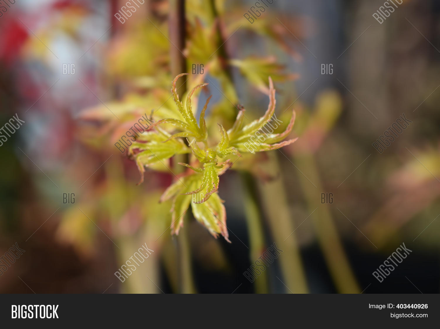 Japanese Maple Orange Image & Photo (Free Trial) | Bigstock