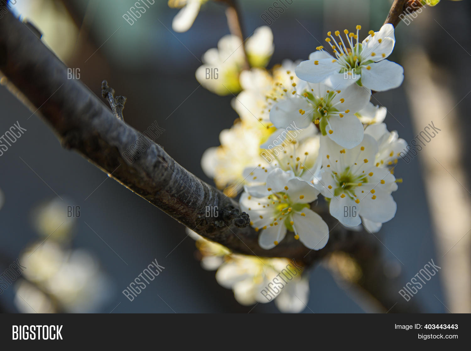Fruit Trees Bloom Image & Photo (Free Trial) | Bigstock