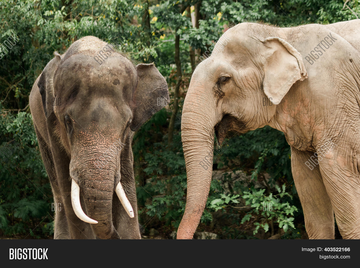Asian Elephant Largest Image & Photo (Free Trial) | Bigstock