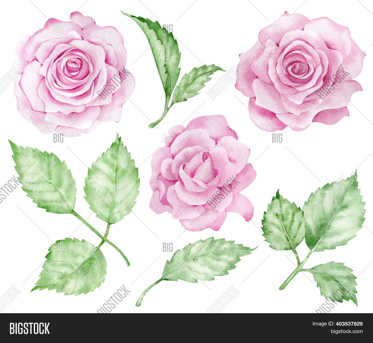 Realistic Pink Roses Image & Photo (Free Trial) | Bigstock
